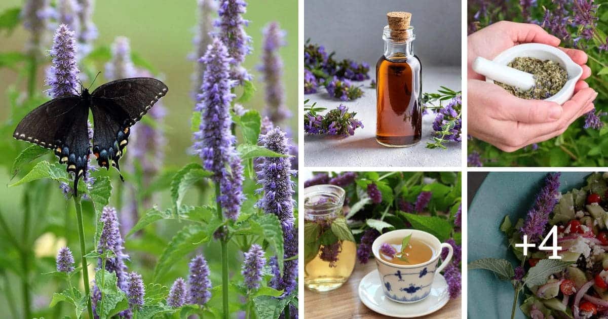 8 Impressive Reasons Why You Should Grow Anise Hyssop in Your Garden