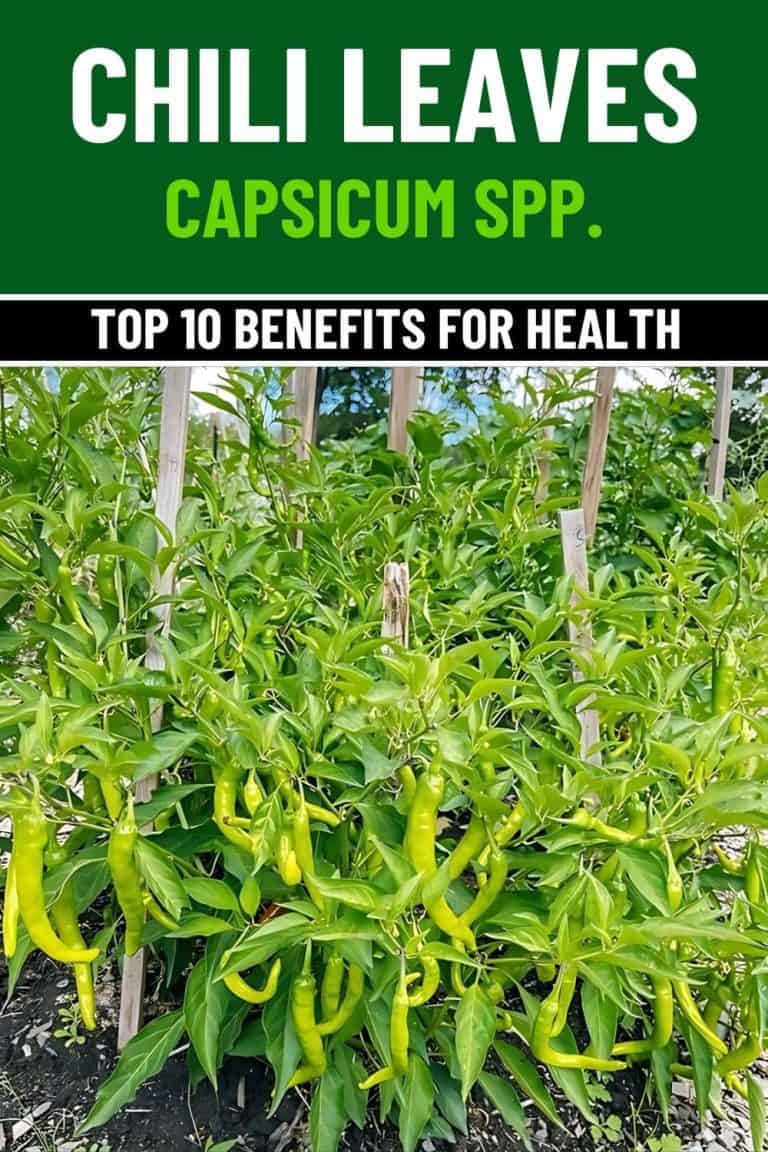 10 Amazing Health Benefits of Chili Leaves: A Nutrient-Packed Green You ...