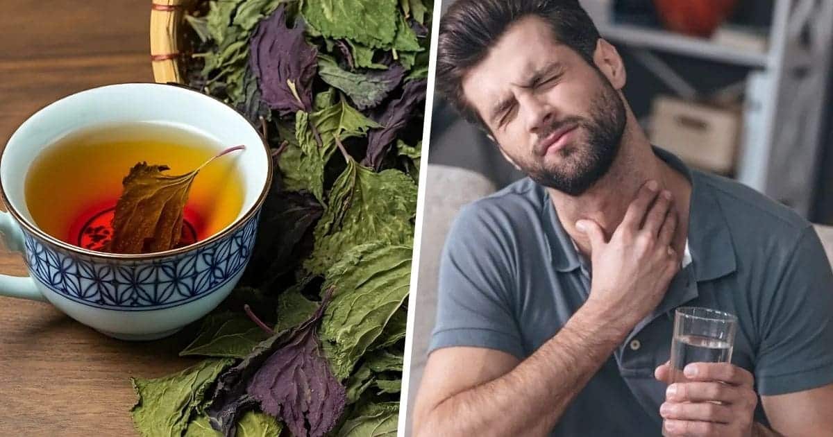 Explore Top 10 Amazing Health Benefits of Shiso Tea