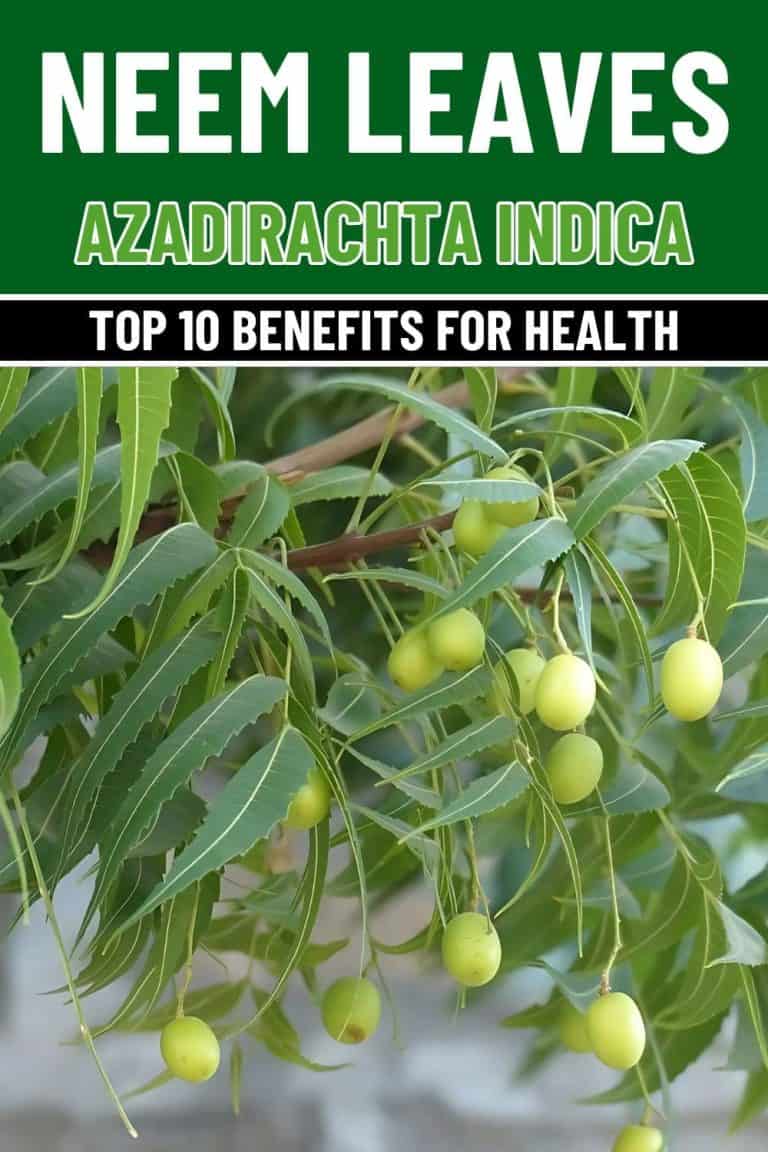 10 Powerful Medicinal Uses of Neem Leaves for Better Health