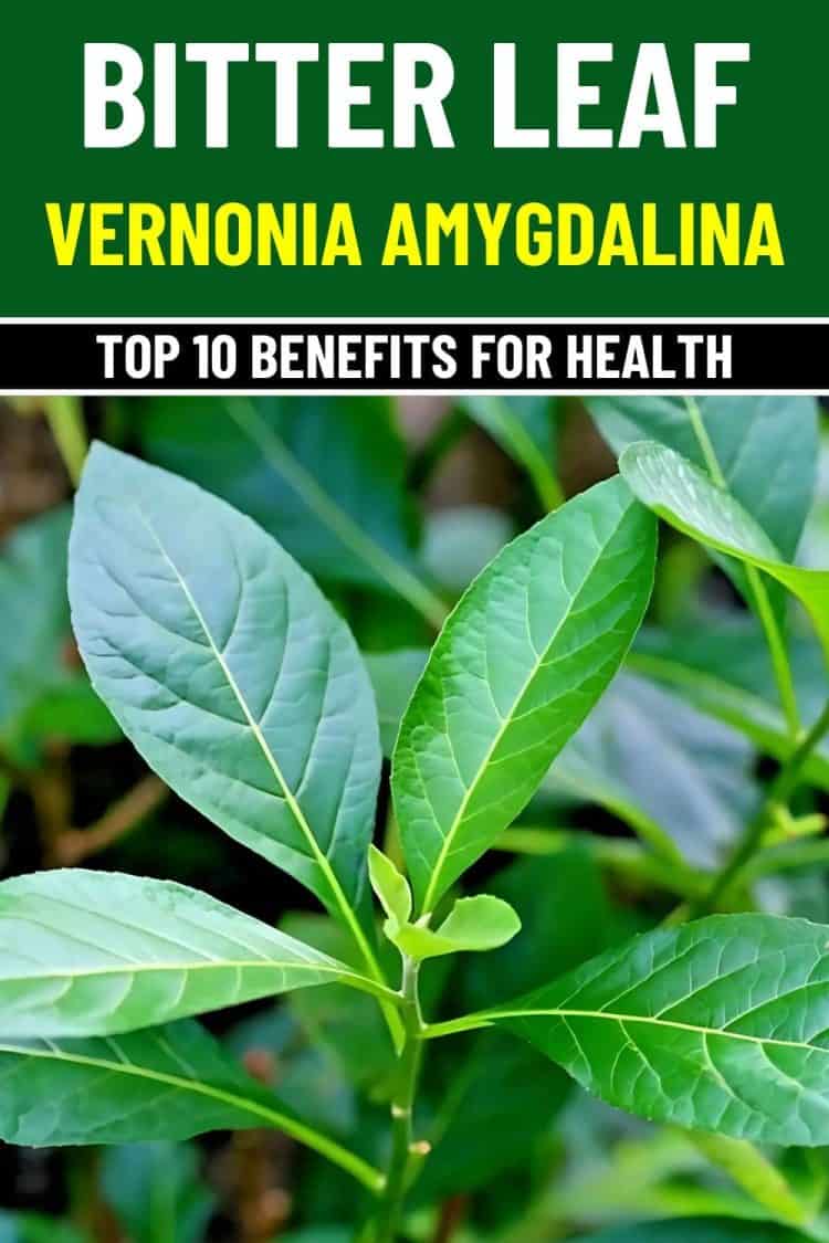 10 Remarkable Health Benefits of Bitter Leaf You Should Know