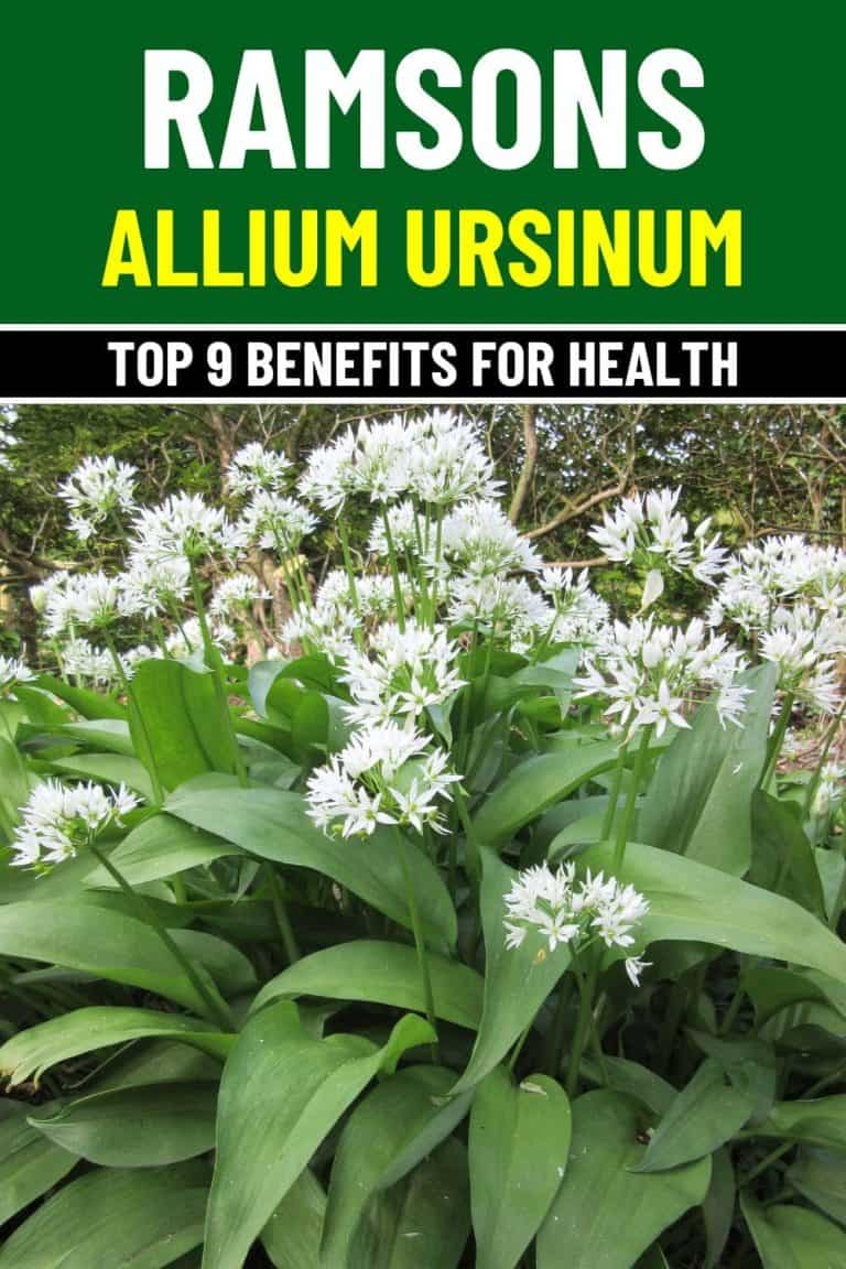9 Amazing Health Benefits of Ramsons: Nature’s Wild Superfood