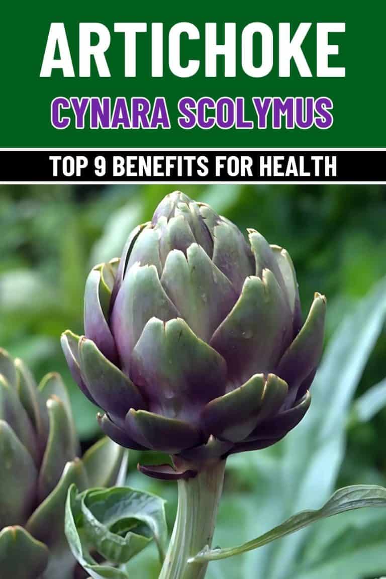 9 Remarkable Health Benefits of Artichoke You Should Not Overlook