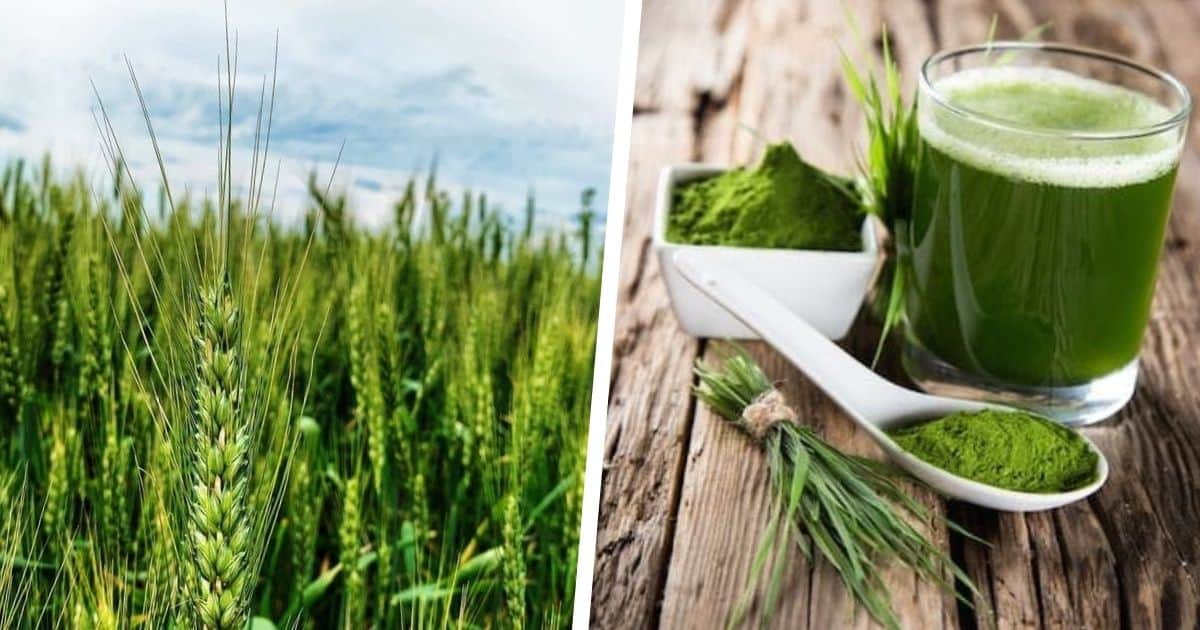 The 8 Amazing Health Benefits of Barley Grass You Need to Know