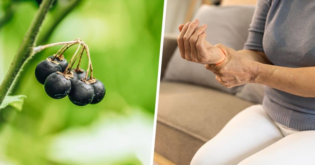6 Surprising Health Benefits of Black Nightshade You Should Know
