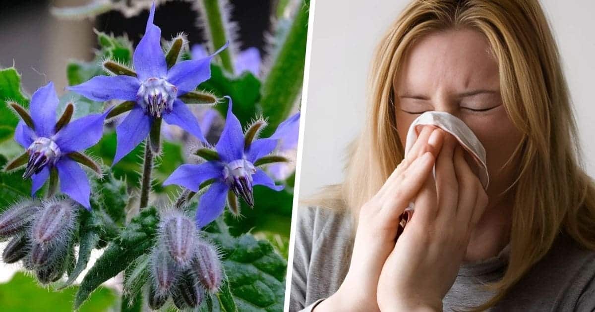 Borage: A Nature’s Versatile Herb With 9 Health Benefits