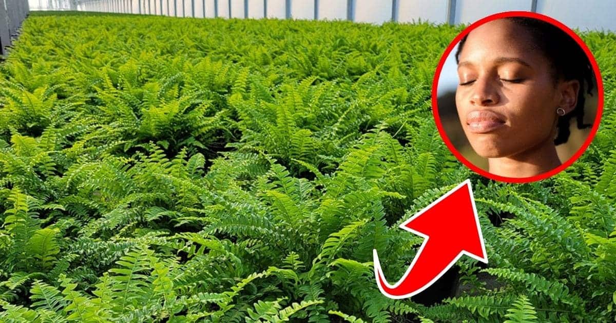 6 Surprising Health Benefits of Boston Fern You Need to Know