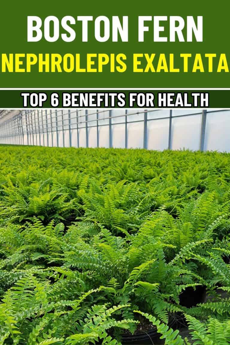 6 Surprising Health Benefits of Boston Fern You Need to Know