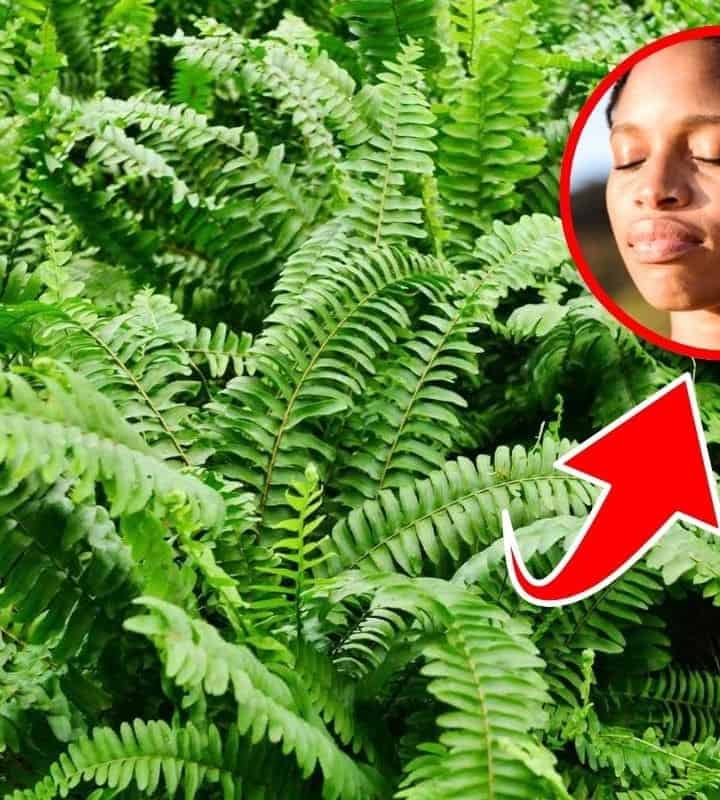 6 Surprising Health Benefits of Boston Fern You Need to Know