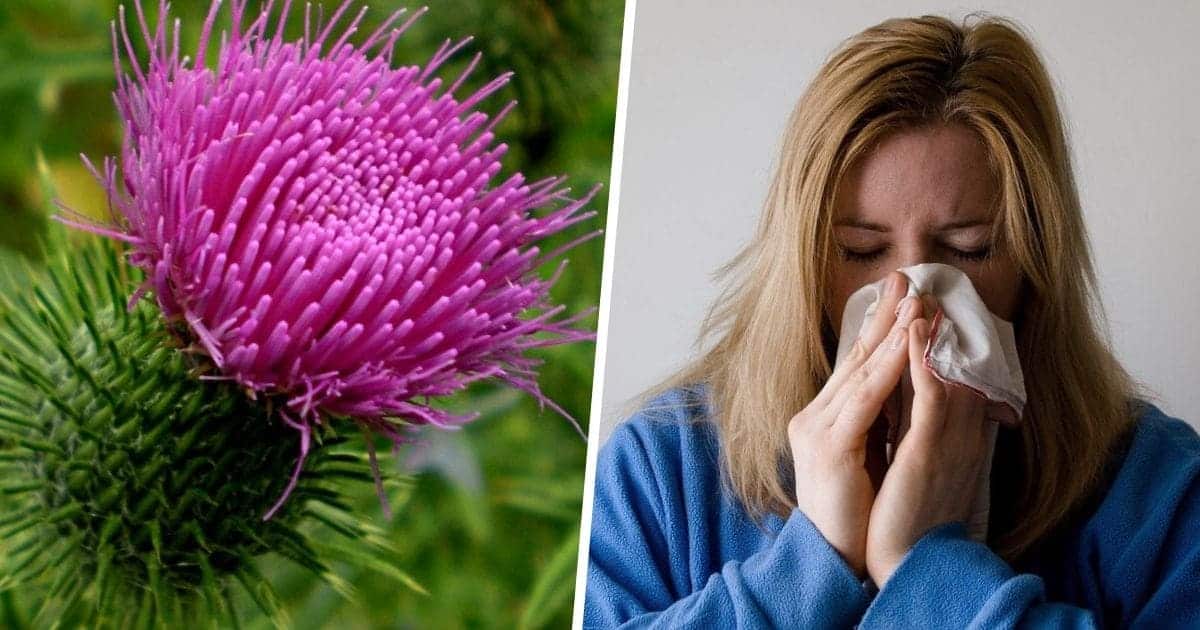 7 Surprising Health Benefits of Bull Thistle and How to Use It Safely