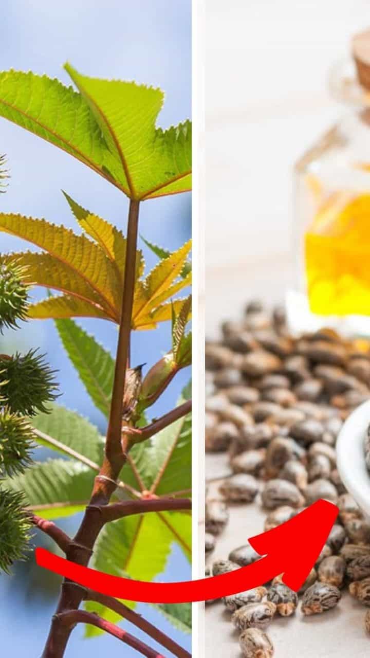 7 Incredible Health Benefits of Castor You’ll Wish You Knew
