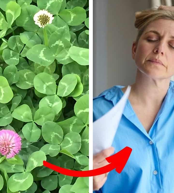 Is Clover the Secret to Better Health? Discover Its 8 Surprising Benefits