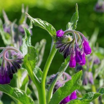 7 Amazing Health Benefits of Comfrey You Need to Know