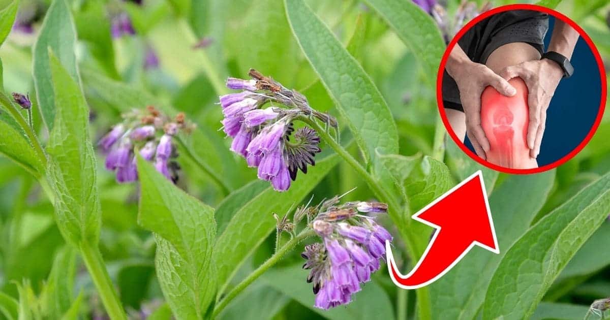 7 Amazing Health Benefits of Comfrey You Need to Know