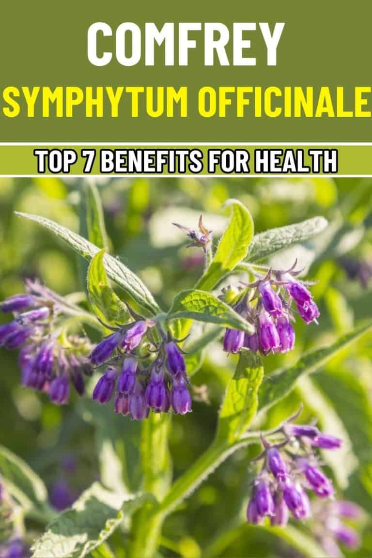 7 Amazing Health Benefits of Comfrey You Need to Know