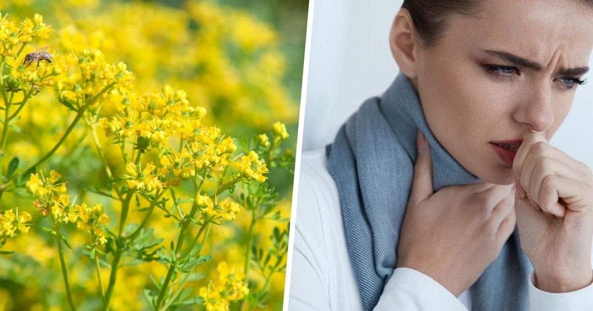 7 Amazing Health Benefits of Common Rue You’ll Wish You Knew Sooner