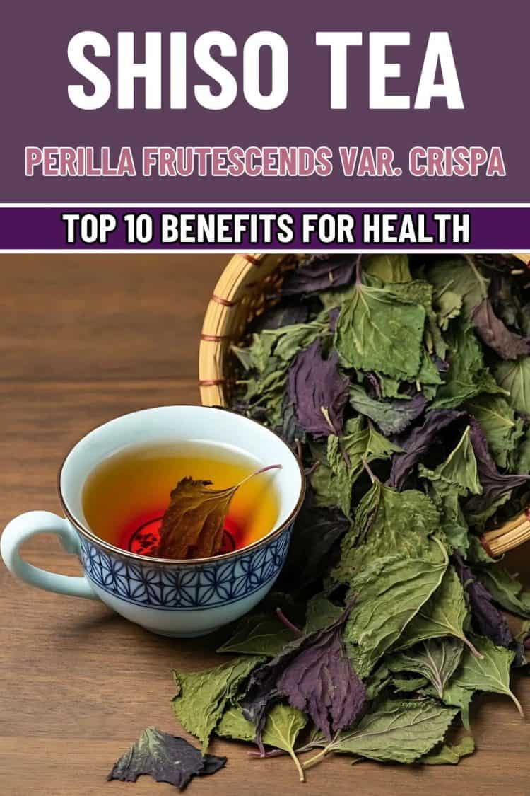 Explore Top 10 Amazing Health Benefits of Shiso Tea