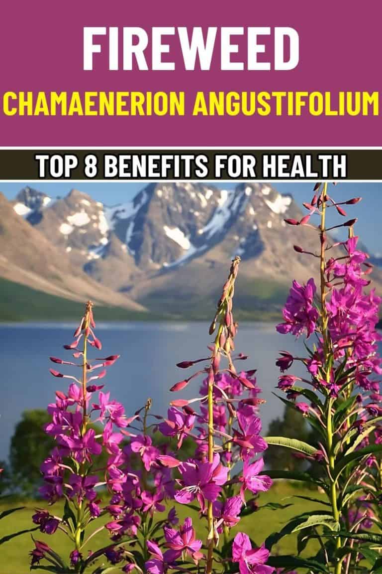 8 Amazing Health Benefits of Fireweed Your Body Needs