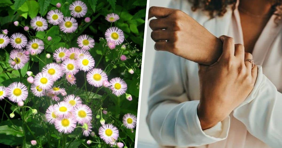 Is Fleabane the Secret to Better Health You’ve Been Overlooking?