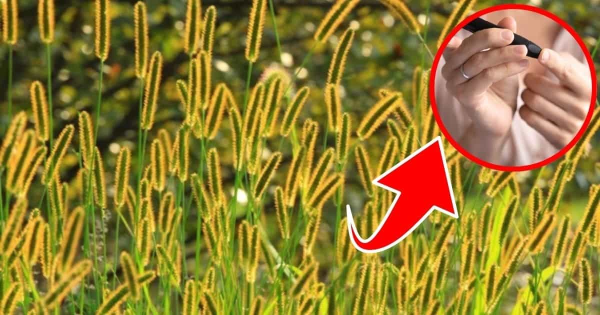 Do You Know Why Foxtail Grass Is a Hidden Health Gem?