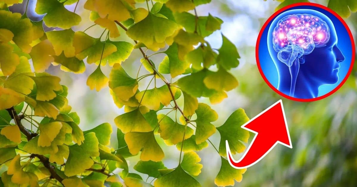 8 Powerful Ways Ginkgo Biloba Can Enhance Your Mind and Body