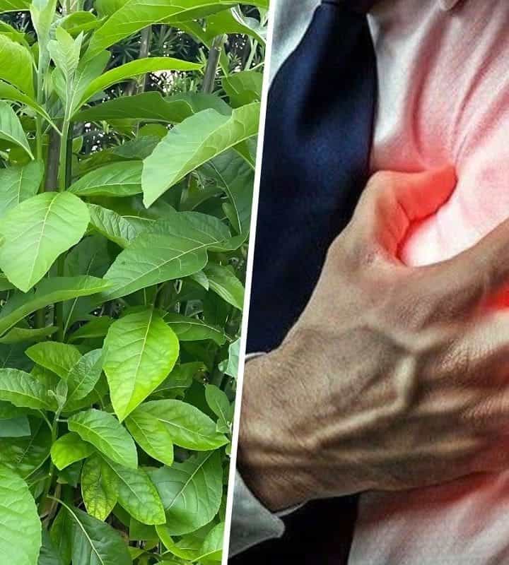 10 Remarkable Health Benefits of Bitter Leaf You Should Know