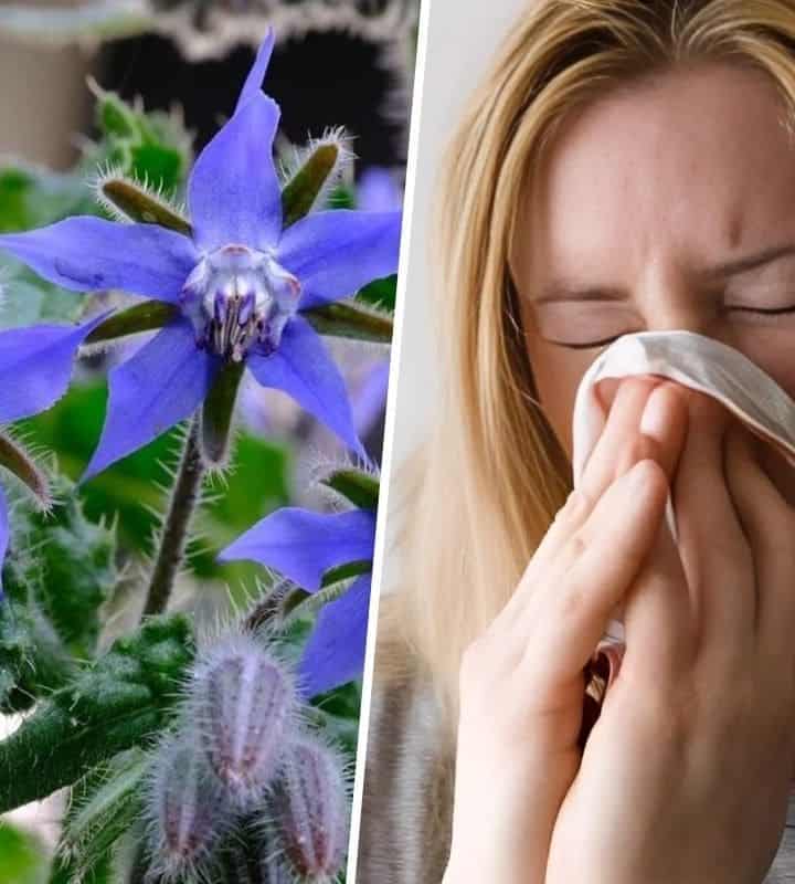 Borage: A Nature’s Versatile Herb With 9 Health Benefits