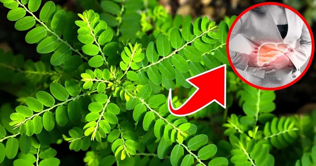 Top 10 Health Benefits of Chanca Piedra You Need to Know