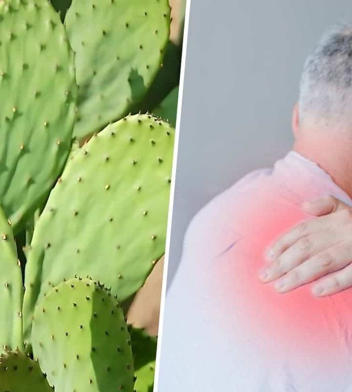 9 Amazing Health Benefits of Nopal Cactus You Need to Know
