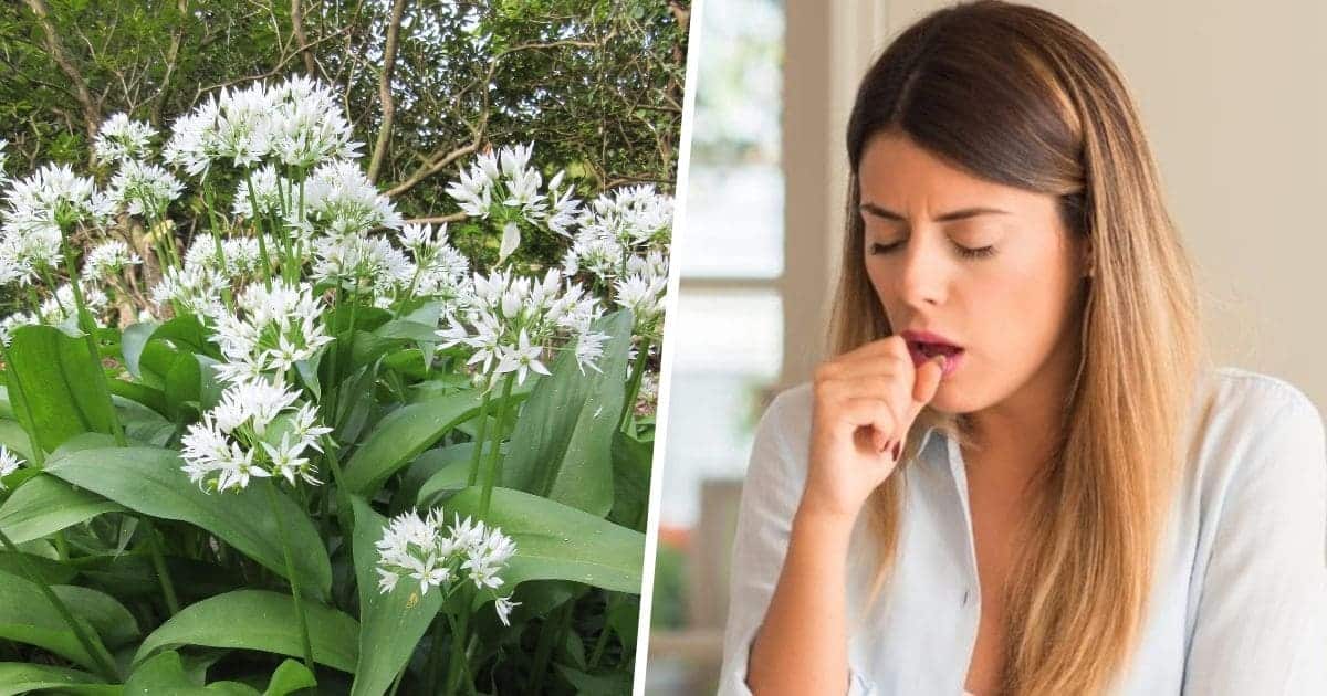 9 Amazing Health Benefits of Ramsons: Nature’s Wild Superfood