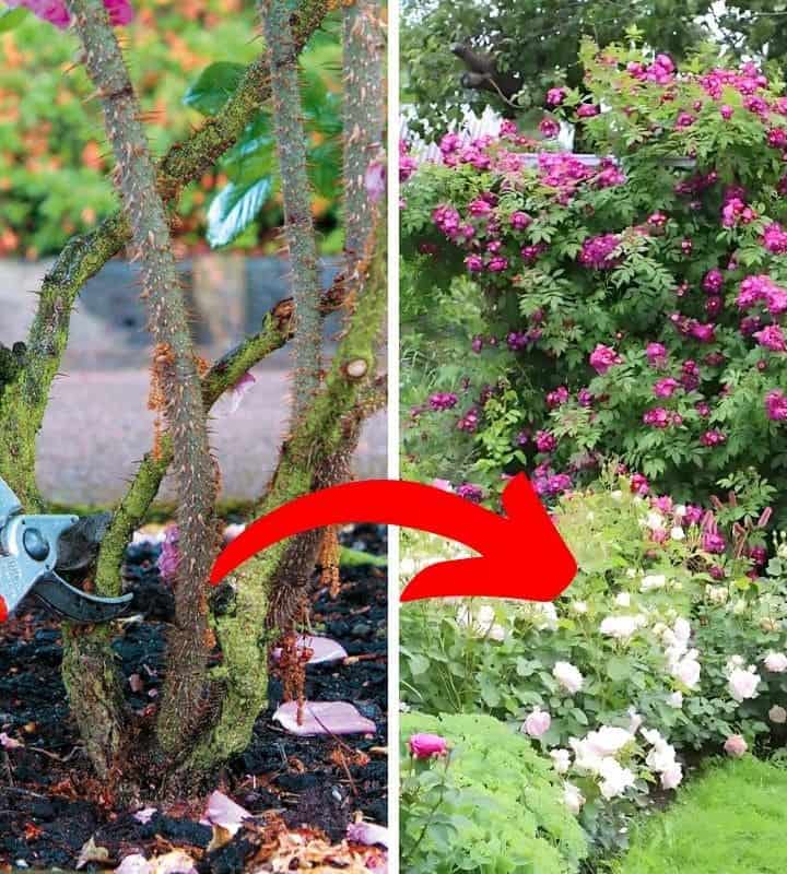 A Step-by-Step Guide to Pruning Rose Bushes: When and How to Do It Right