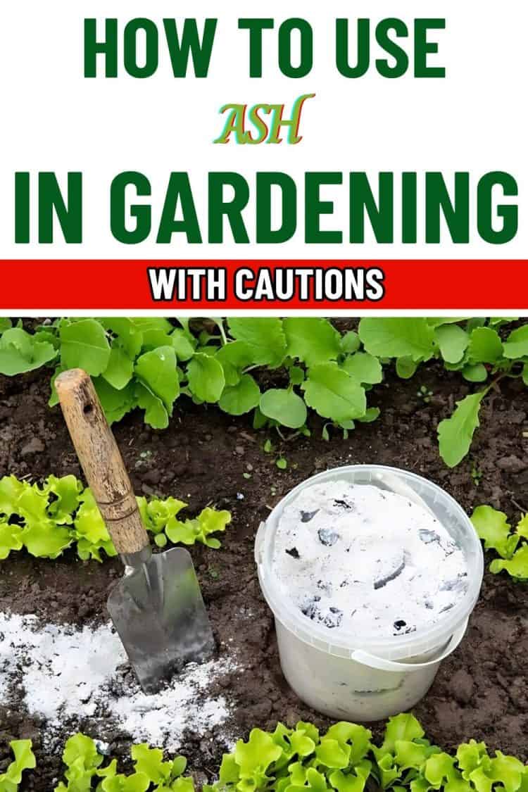 How to Use Ash in Gardening: Benefits, Precautions, and Best Practices