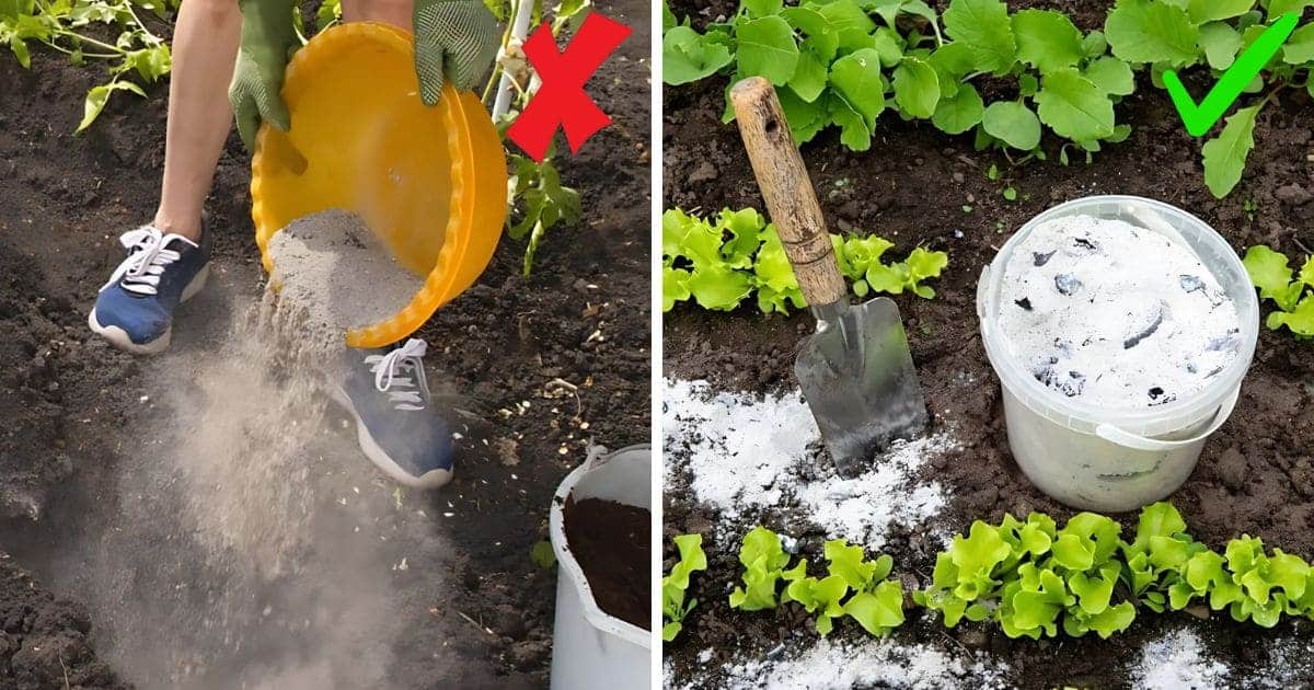 How to Use Ash in Gardening: Benefits, Precautions, and Best Practices