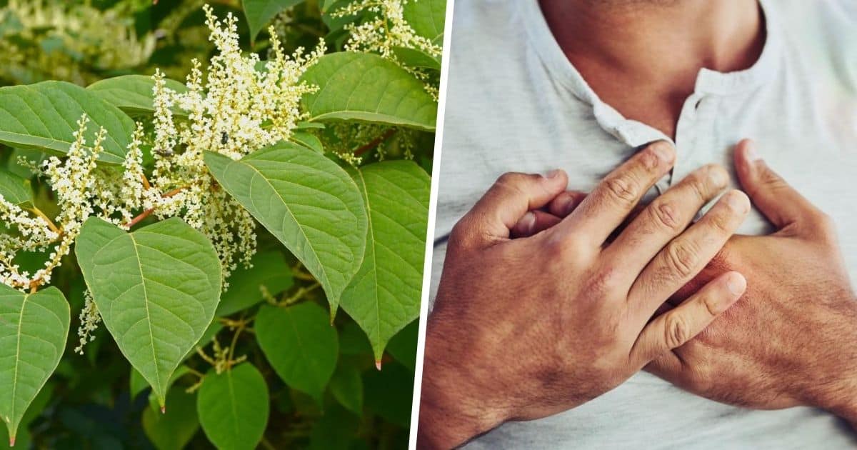 8 Ways Knotweed Supports Your Body Naturally