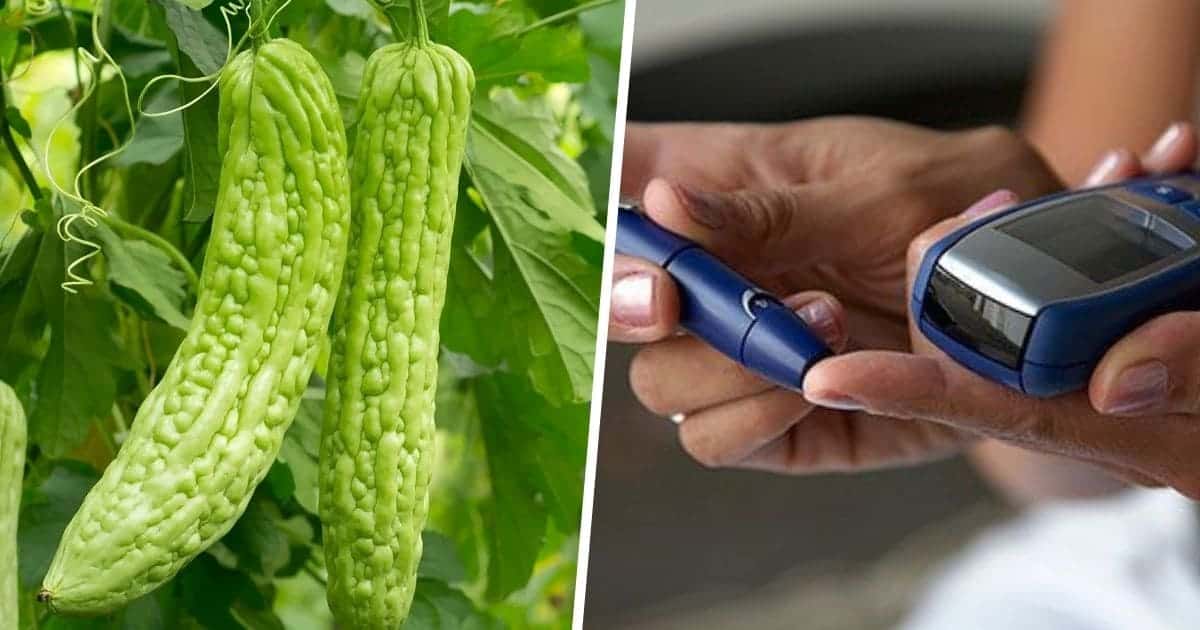Everyone Managing Blood Sugar Naturally Needs to Know About Bitter ...