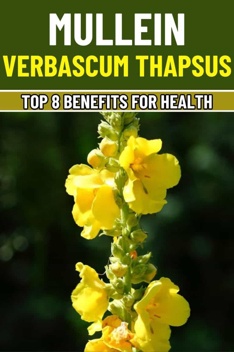The 8 Surprising Health Benefits of Mullein You Need to Know