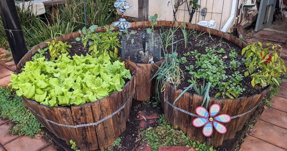 The Complete Guide to Building and Growing a Keyhole Garden