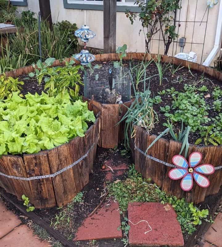 The Complete Guide to Building and Growing a Keyhole Garden