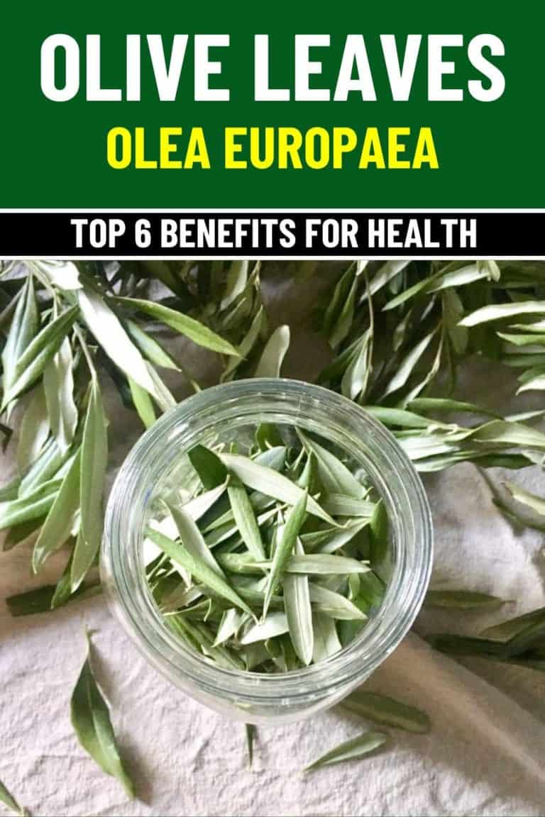 Top 6 Health Benefits of Olive Leaves And Recommended Dosage