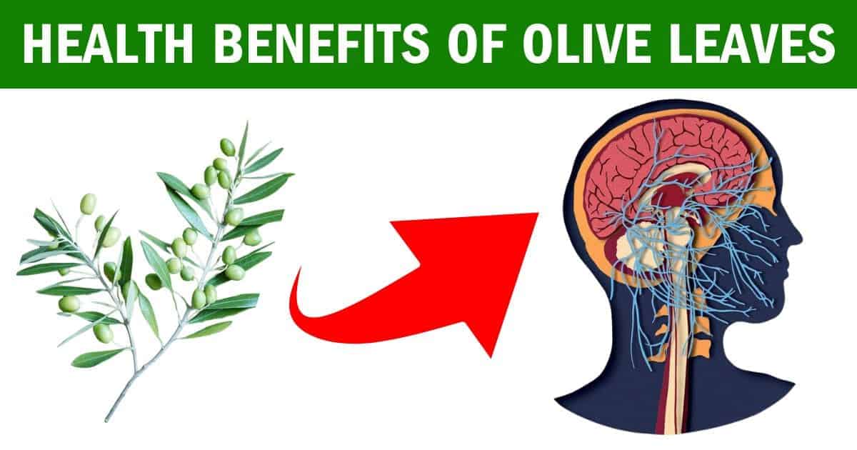 Top 6 Health Benefits of Olive Leaves And Recommended Dosage