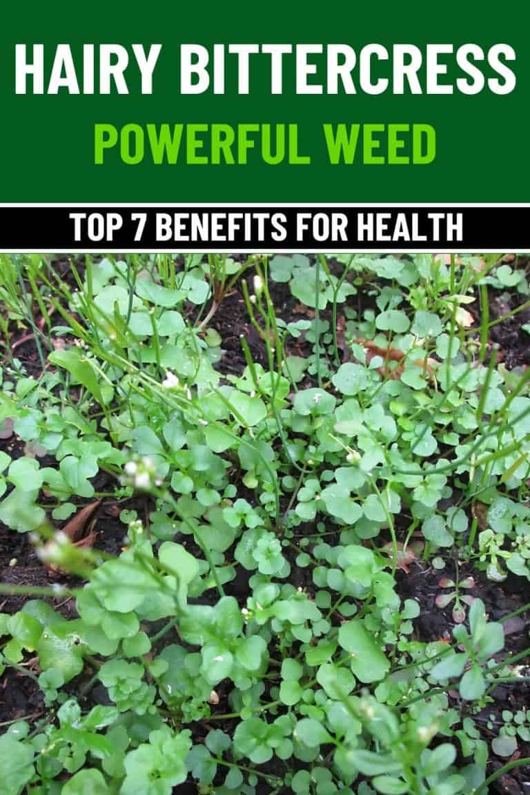 Top 7 Health Benefits of Hairy Bittercress: A Nutrient-Dense Supergreen