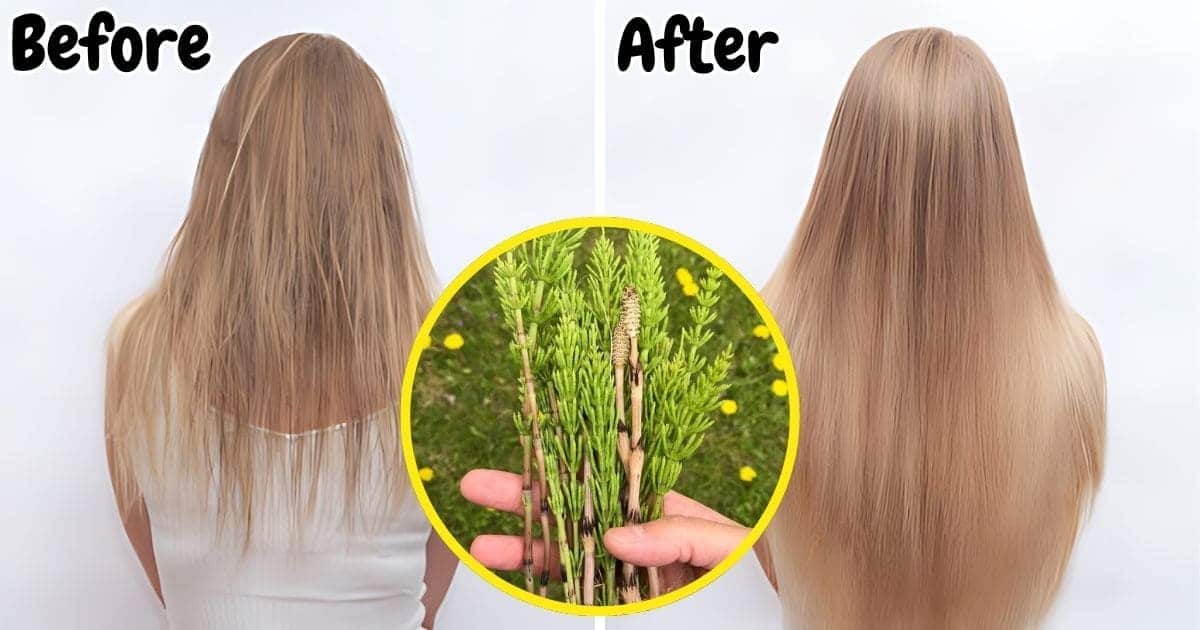Top 8 Health Benefits of Horsetail for Strong Bones, Hair, and Skin