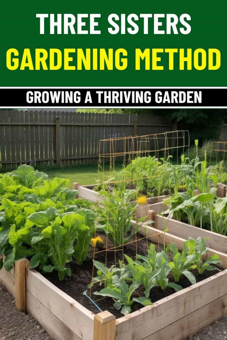 What is Three Sisters Gardening? A Complete Guide to Growing a Thriving ...