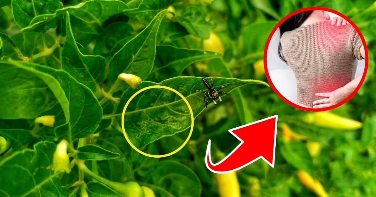 6 Surprising Health Benefits of Chilli Leaves You Should Know About