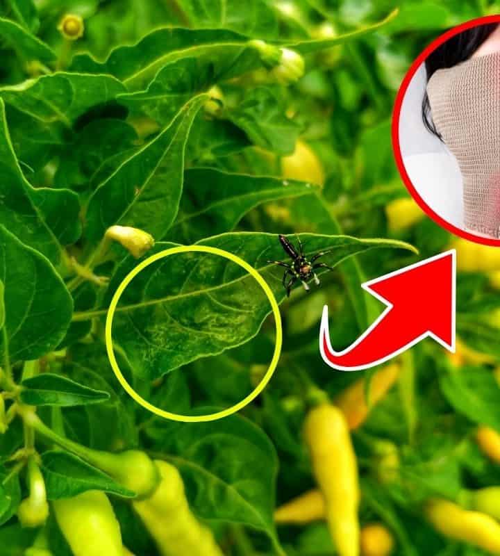 6 Surprising Health Benefits of Chilli Leaves You Should Know About