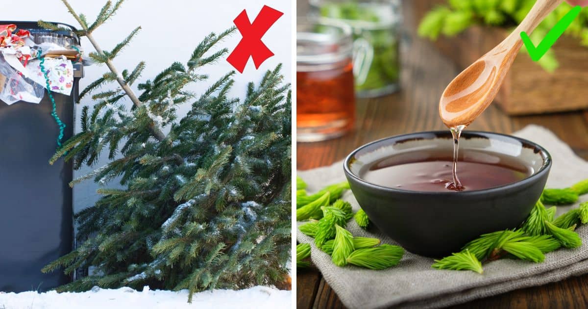 The Christmas Tree Superplant for Health You Might Be Missing This Holiday