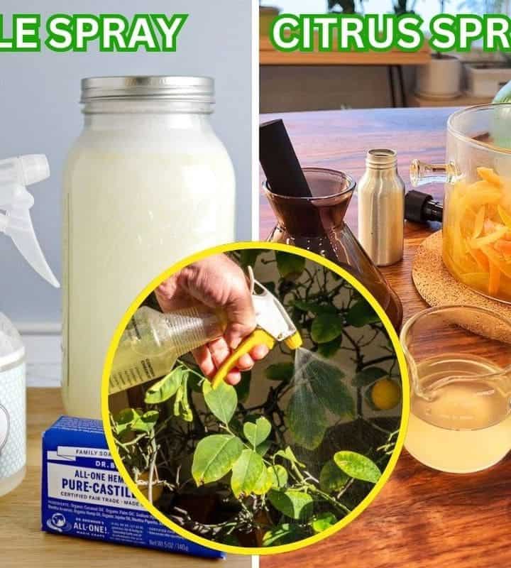 8 Powerful Natural Insecticides to Effectively Combat Your Stubborn ...