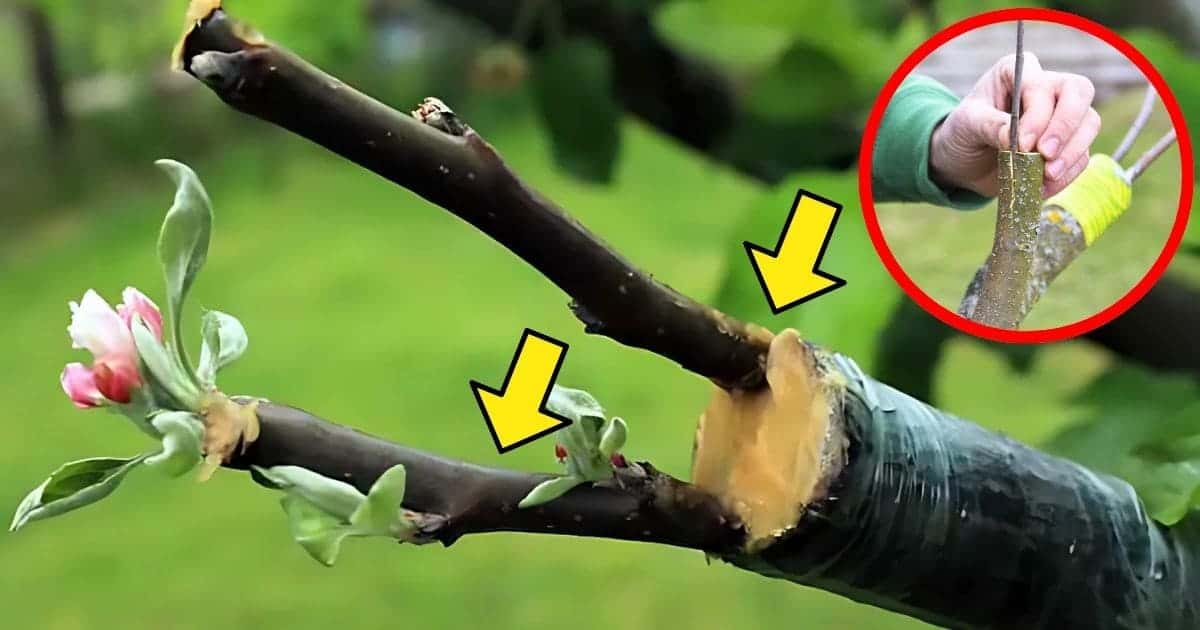 What Is Grafting? 5 Simple Steps for Fast and Successful Tree Grafting