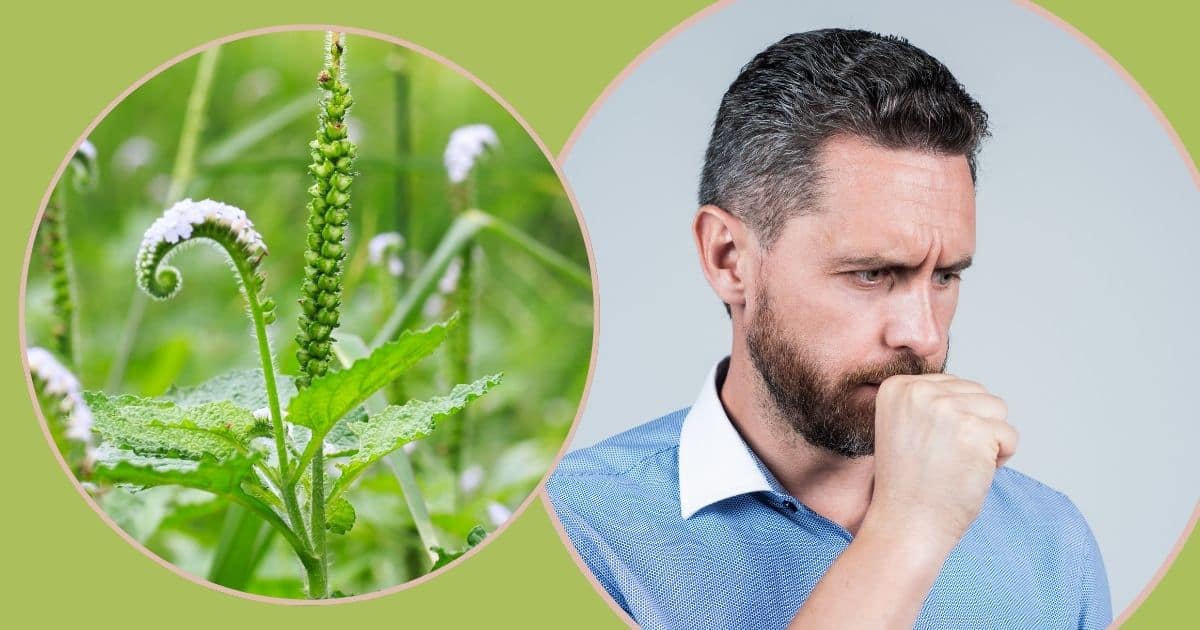 5 Healing Properties of Heliotropium Indicum You Won’t Want to Miss