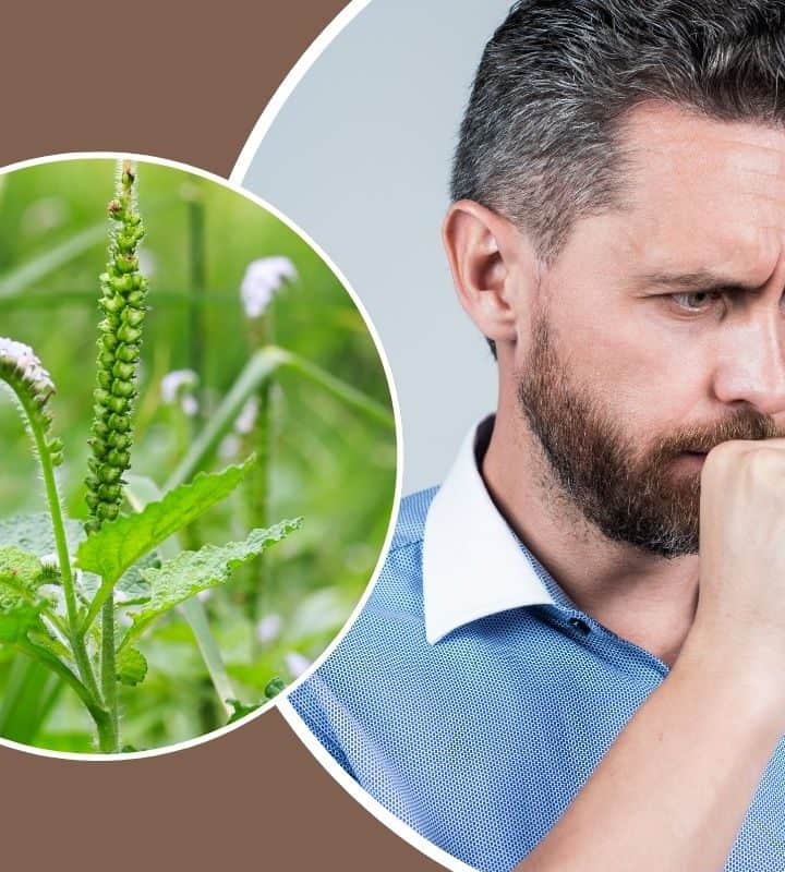 5 Healing Properties of Heliotropium Indicum You Won’t Want to Miss